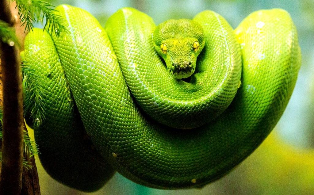 Чем отличается удав от питона? | Рекомендательная система Пульс Mail.ru