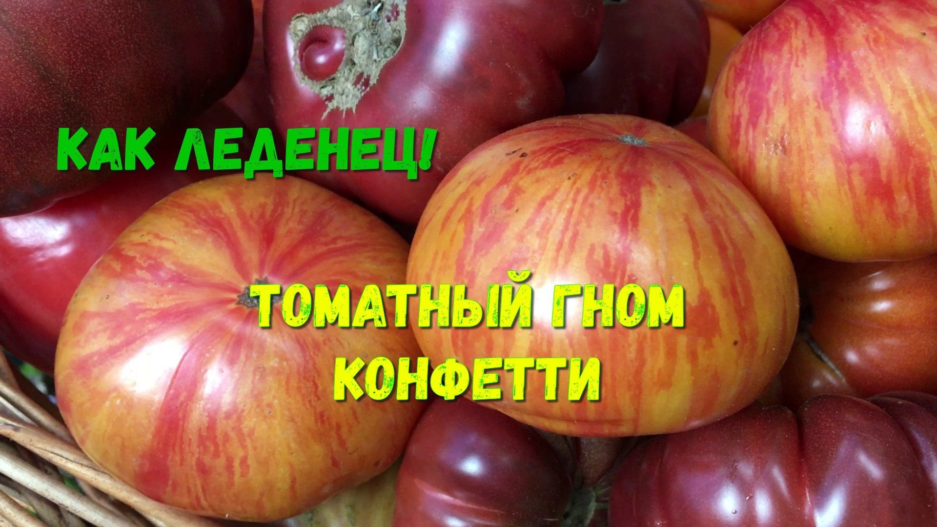Томатный гном Конфетти – сладкий урожайный томат с вкусной окраской ...