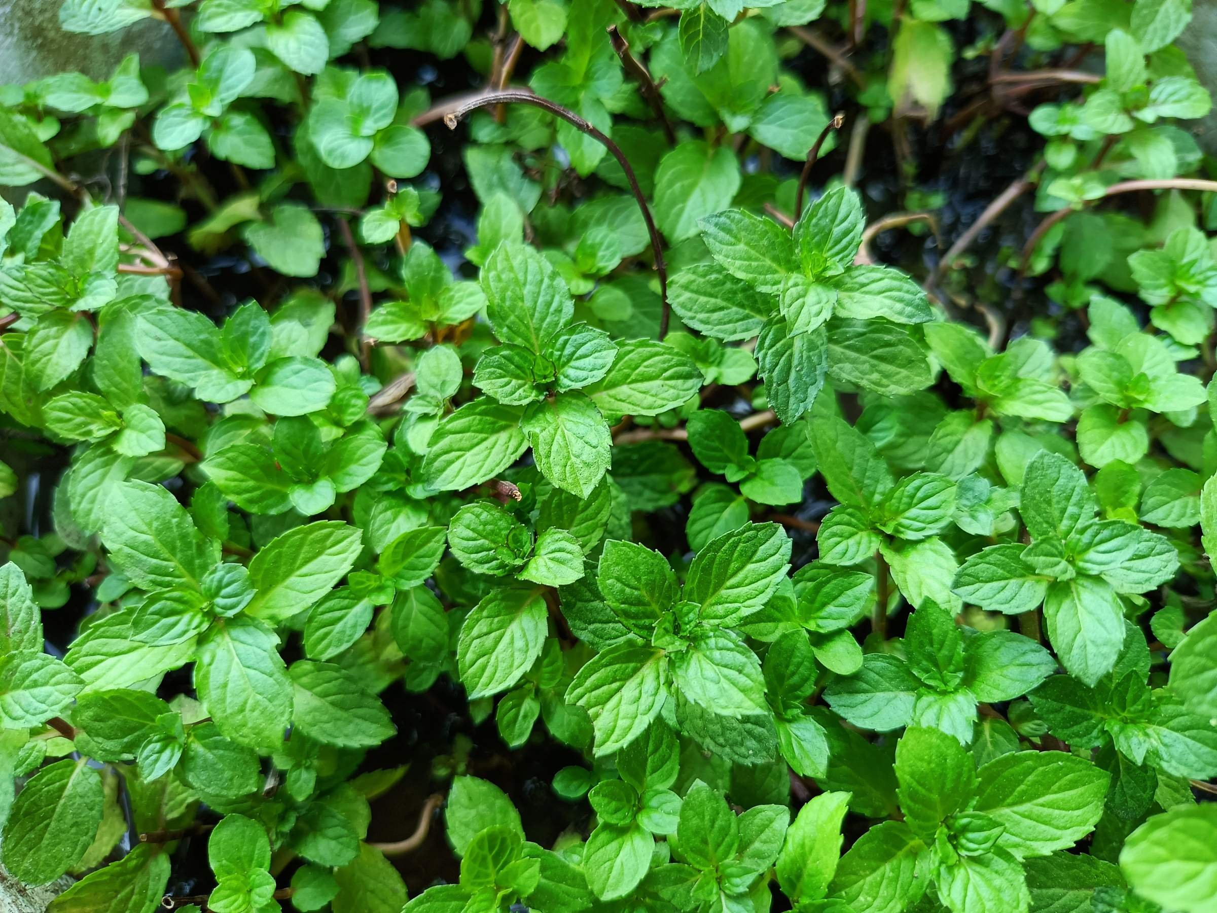 Мята перечная на участке - как вырастить и чем она полезна | Что растет ...