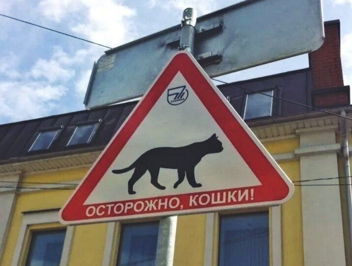 Правда ли что появился дорожный знак "Осторожно, кошки"? | Кошка.ru ...